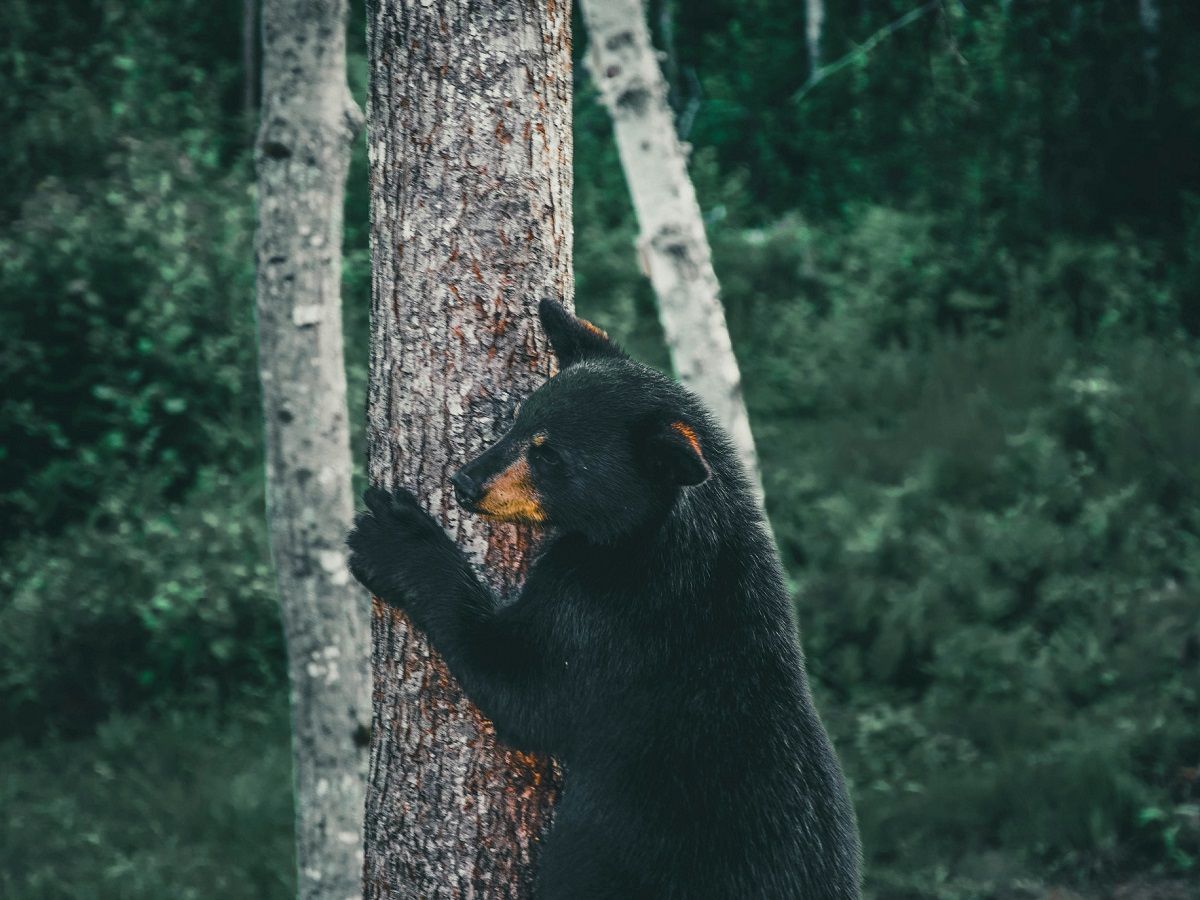 New VR Experience Transforms Wildlife Safety Training | Halldale Group